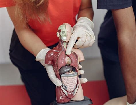 Prolapsus Nedir Pelvik Organ Prolapsusu Nedir