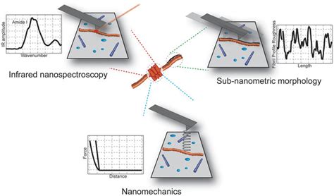 Ultrastructural Characterization Of Single Amyloid Aggregates Download Scientific Diagram