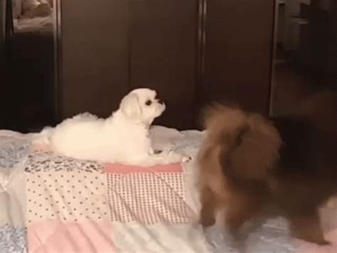 Dalgom Jisoo  Dalgom Jisoo Dog Discover And Share S