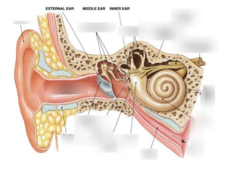 Tympanic Membrane Ear Model