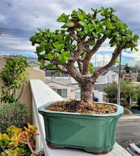 Growing A Jade Tree At Albertha Janes Blog
