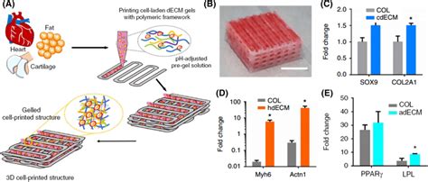 A Schematic Diagrams Indicating The 3d Bioprinting Of Cell‐laden Decm Download Scientific