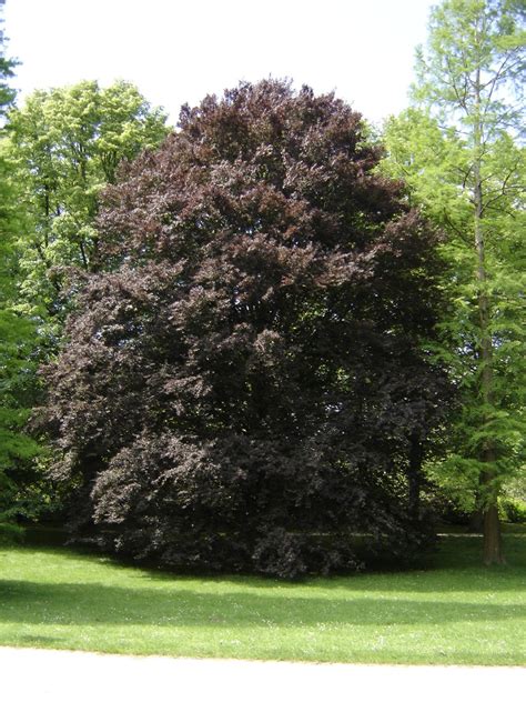 Fagus Sylvatica Rohanii Fagus Sylvatica Rohanii Van Den Berk