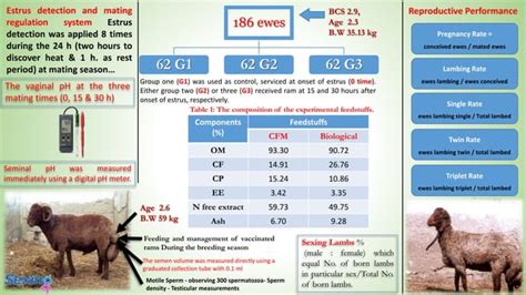 Effect Of Regulating Mating System On Sexing Of Rahmani Lambing Ppt