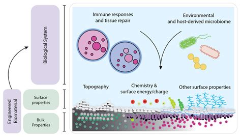 Surface Modification Of Bacterial Cellulose For Biomedical Applications