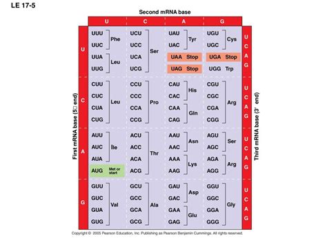 Chapter 17 From Gene To Protein Ppt Download