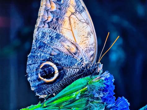 Test Lg Oled C Le C Est Il Le Meilleur T L Viseur Oled De Lann E