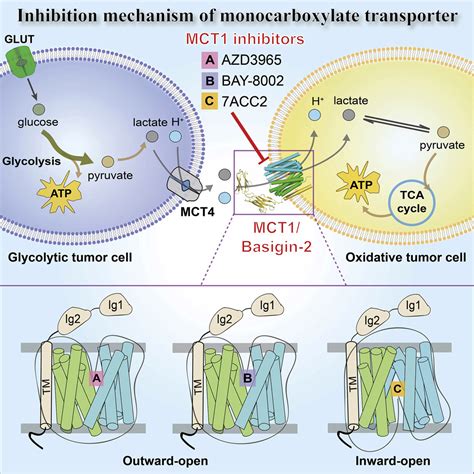Structural Basis Of Human Monocarboxylate Transporter 1 Inhibition By