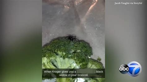 Ohio Man Finds Black Widow Spider In Broccoli Abc7 San Francisco