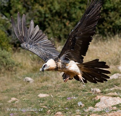 Gypaetus Barbatus Pictures Bearded Vulture Images Nature Wildlife