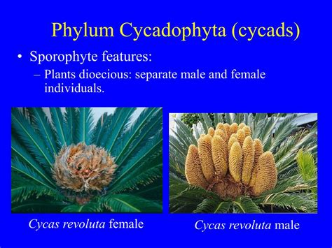 Ppt Kingdom Plantae Gymnosperms Powerpoint Presentation Id 408410