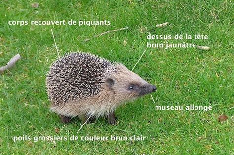 Le Hérisson Quel Est Cet Animal
