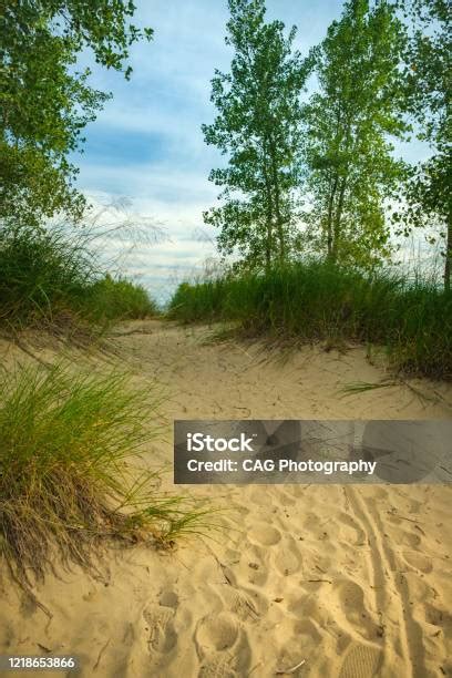 나무와 해변 잔디 사이 모래 언덕에 산책로 물로 이어지는 0명에 대한 스톡 사진 및 기타 이미지 0명 경관 계절 Istock