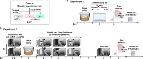 Experimental Design Sexually Experienced Male Rats Were Assigned To Download Scientific