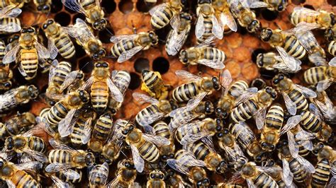 Rathnapura Bee Keeping Services රුවන්පුර මී මැසි පාලන සේවා මීපුර අරණින් ජනපද 500ක් මී මැසි