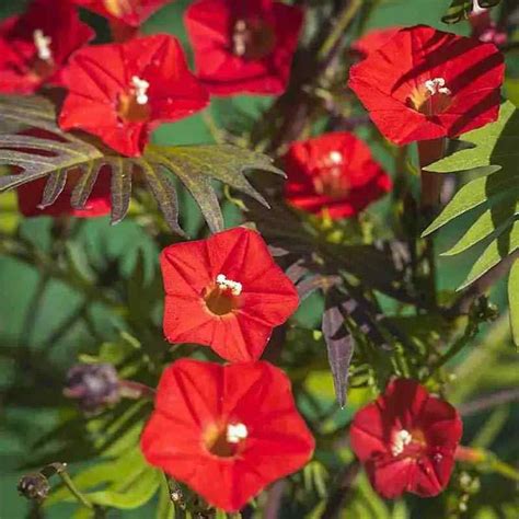 Cardinal Climber Plant Ipomoea Quamoclit Cardinalis Seeds Etsy