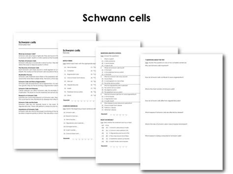 Schwann Cells Made By Teachers