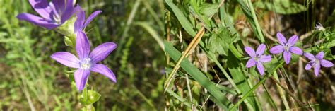 Common WILDFLOWERS Found In Nebraska Bird Watching HQ