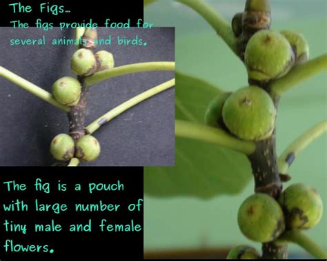 Peepul Tree Smallscience