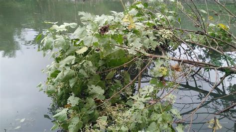 Fallen Small Tree Stock Image Image Of Leaf Berry 248407659