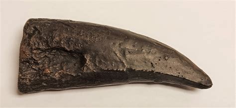 T Rex Tooth Replica Small 3046 Canadian Fossil Discovery Centre