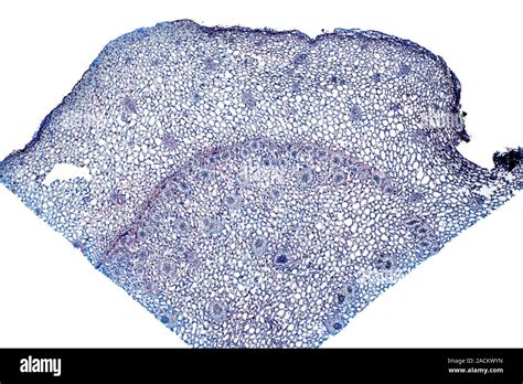 Acorus Calamus Rhizome Light Micrograph Of A Section Through A Rhizome