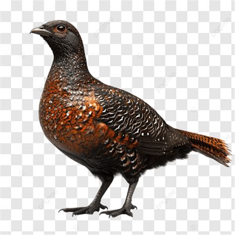 Realistic Render Of A Brown Pheasant Bird With Detailed Feather Pattern
