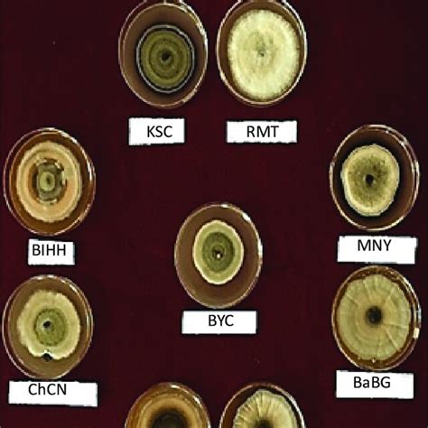 Colony Characters Of The Alternaria Solani On V 8 Juice Agar Medium Download Scientific Diagram