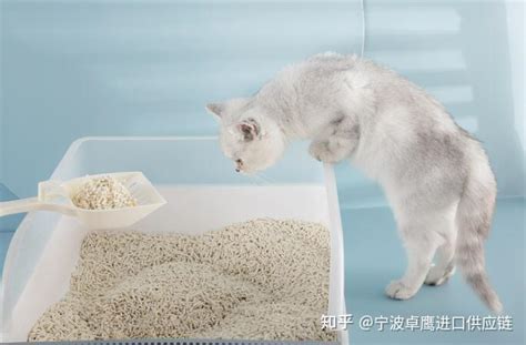 宁波猫砂进口海关申报 进口猫砂清关资料流程 知乎