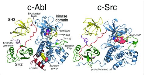Structures Of Regulated C Abl And C Src Ribbon Represention Of