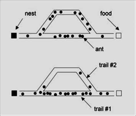 Figure 6 Schematic Illustration Of The Ant Algorithm At The Top