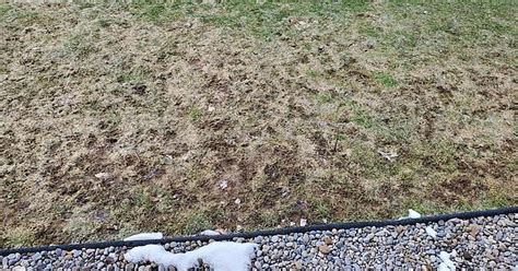 Pythium Blight Affected Areas After Winter Album On Imgur