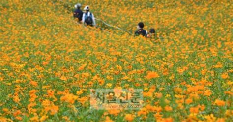 코스모스 사이로 가을이 온다