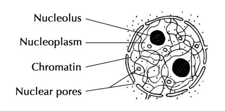 Nucleus Diagram
