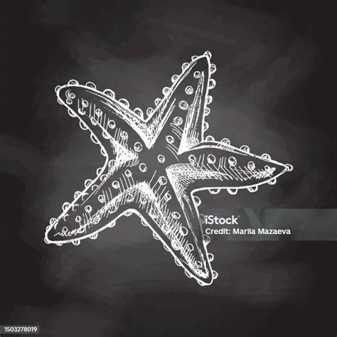 해양 불가사리 해양 수중 수중 벡터의 손으로 그린 흰색 스케치 칠판 배경에 그림을 새긴다 불가사리류에 대한 스톡 벡터 아트 및 기타 이미지 Istock