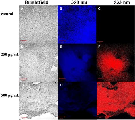 Confocal Fluorescence Image For S Aureus Biofilm Dyed In Pi Dapi Download Scientific Diagram