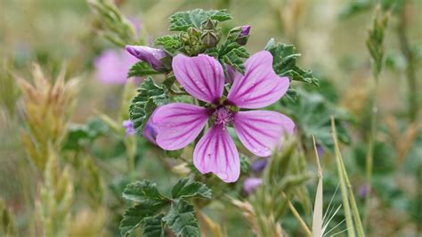 Is Your Yard Infested 20 Dangerous Weeds Attracting Pests To Your Yard