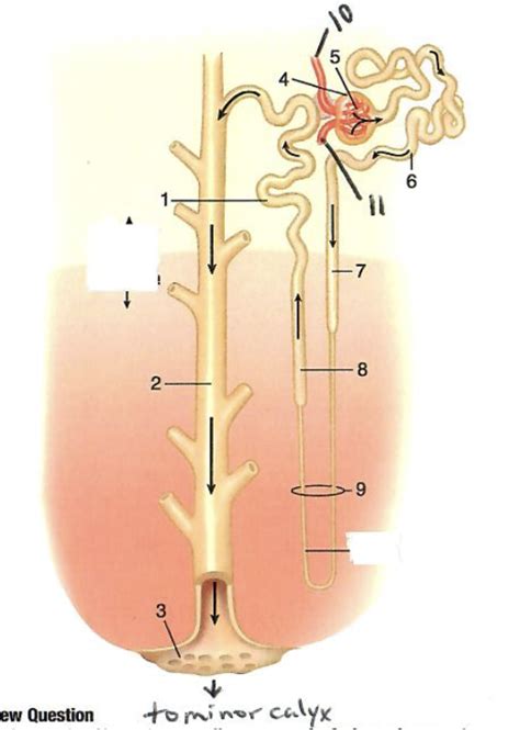 Nephron Labeling Diagram Quizlet