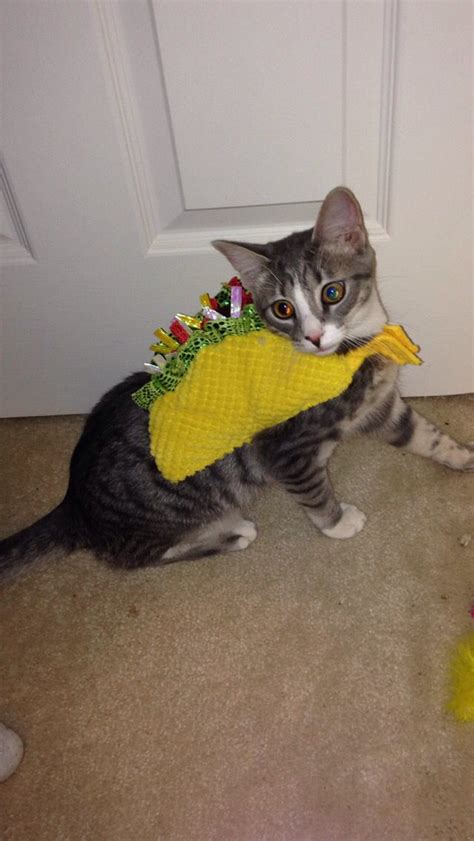 Taco Cat Costume Taco Cat Costume Cats Taco Cat