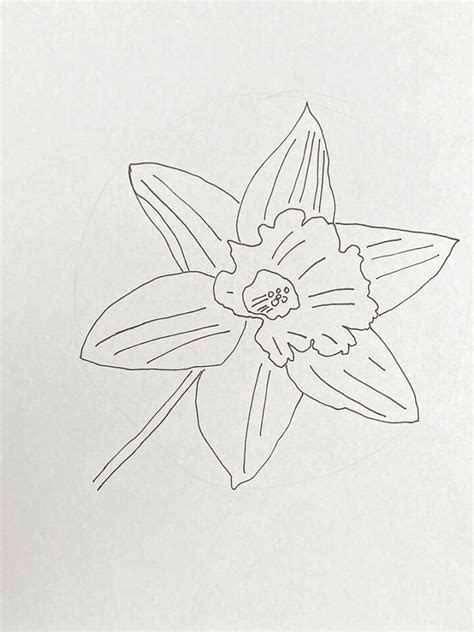 How To Draw A Daffodil From Multiple Views Picture Box Blue