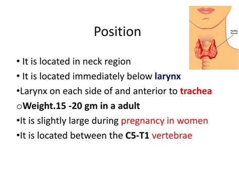 Thyroid Gland Structure And Function PPTX