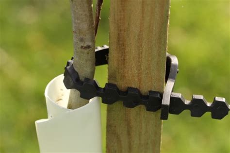 How To Stake A Leaning Or Newly Planted Tree With Tips From Peter Lickorish Horticulture Magazine