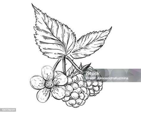 손으로 그린 스케치 흑백 라즈베리 잎 베리 가지 꽃 벡터 그림입니다 그래픽 스타일 라벨 카드 스티커 메뉴 패키지의 요소 각인된