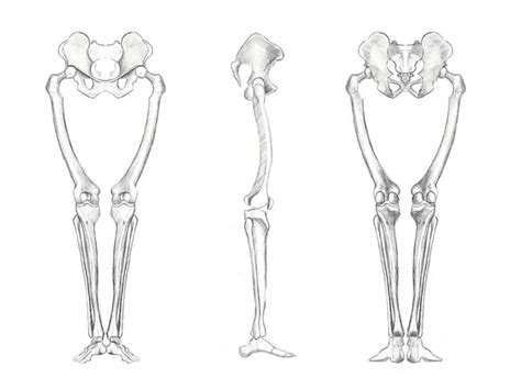 Tibia Anatomy Free Stock Photos Images And Pictures Of Tibia Anatomy