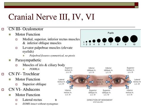 PPT Cranial Nerve Function A P Review PowerPoint Presentation ID