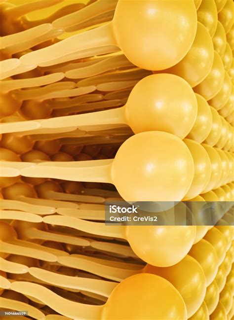 지질 이중층 세포 해부학 3d 렌더링 0명에 대한 스톡 사진 및 기타 이미지 0명 3차원 형태 Dna Istock