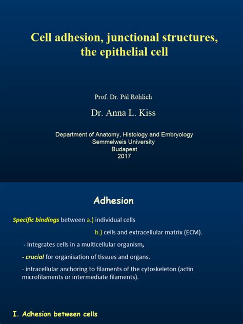 Celladhesion Epithel Kissa Pdf Cell Adhesion Extracellular Matrix