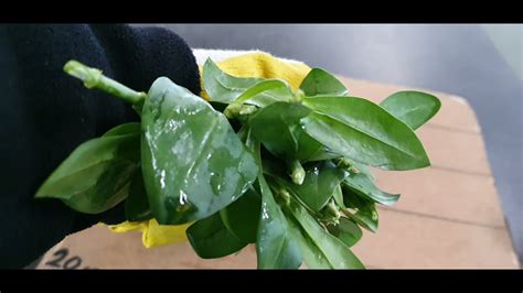 리시안보라복색 생화 인터넷꽃도매시장 생화택배 생화도매 인터넷꽃시장 인터넷꽃도매 장미대량구매 꽃 꽃다발 꽃도매 꽃시장 부산꽃시장 김해꽃시장 꽃쇼핑몰 김해꽃 부산꽃 꽃싸게사는법