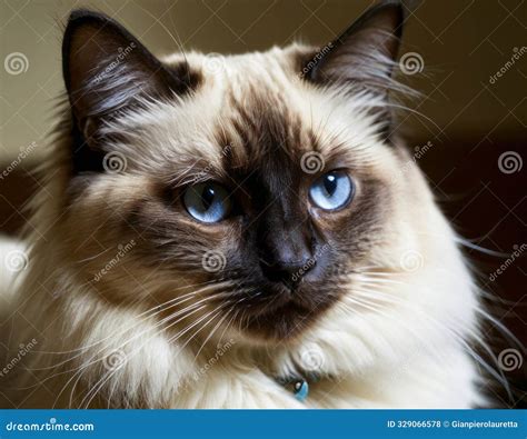 The Birman Cat Also Known As The Sacred Cat Of Burma Is A Captivating