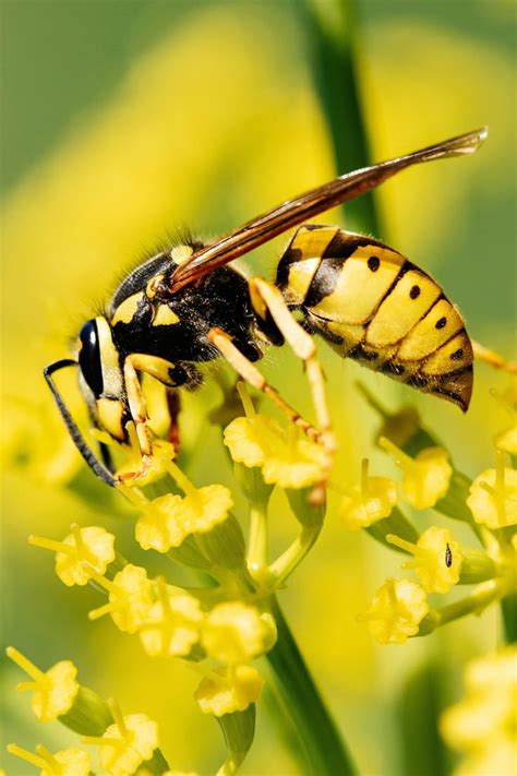 Easy Wasp Identification A Visual Guide To 19 Common Types Of Wasps Easy Wasp Identification A Visual Guide To 19 Common Types Of Wasps